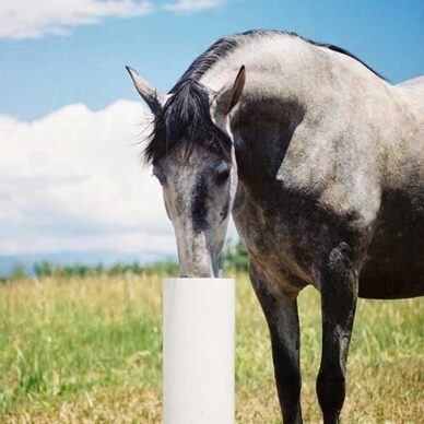 Ultimate Drinking Post Waterer | RAMM Fence & Stalls