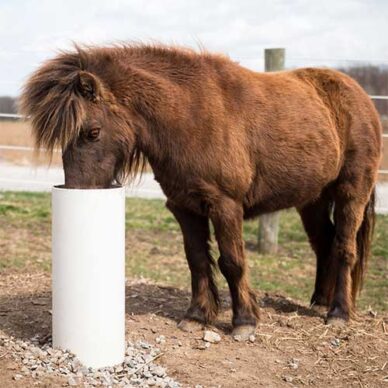 Drinking Post Waterer: Fresh Water All Year Round | RAMM Fence & Stalls