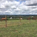 Shockline Electric Coated Wire for Horses | RAMM Fence