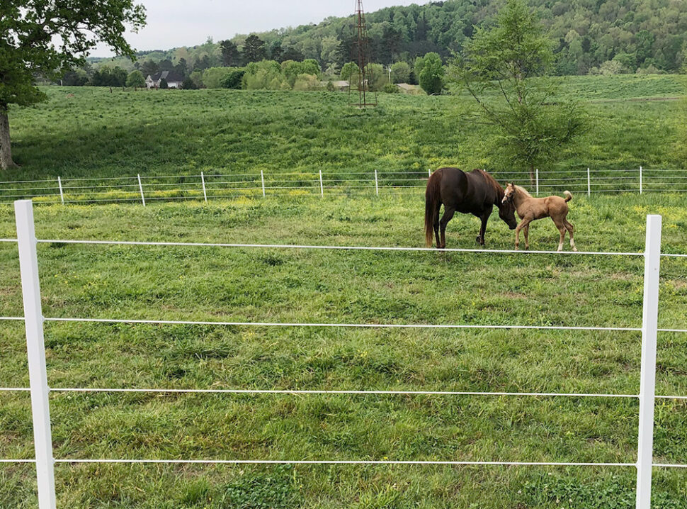 2" x 2" x 60" T-Post Sleeve with Cap | Fence Post Protection