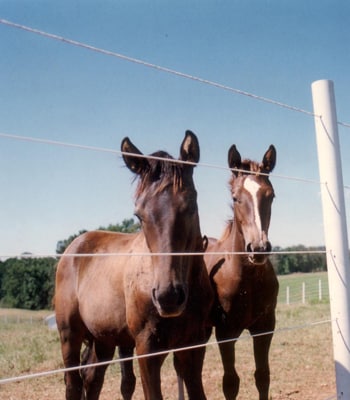 5 Horse Electric Fencing